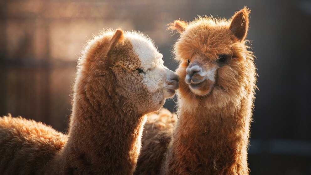 Alpaka-Wanderung als Kassenleistung? - FITBOOK