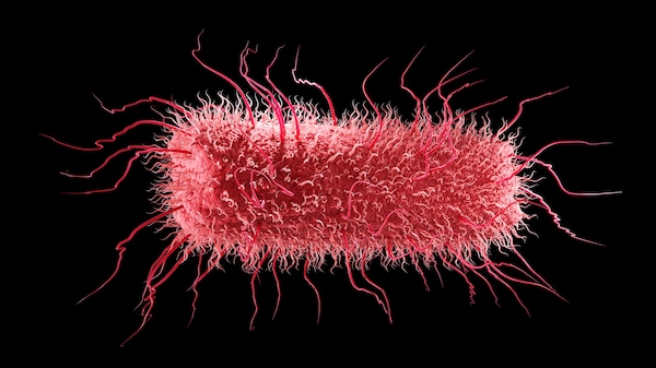 Bakterien: Aufbau und Funktionen im menschlichen Körper