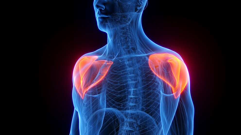 Musculus deltoideus (Deltamuskel): Anatomie, Funktion, Übungen - FITBOOK