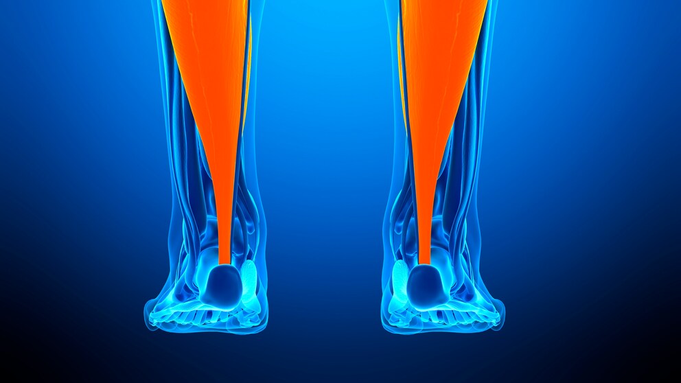 Musculus soleus: Anatomie, Funktion und Übungen- FITBOOK