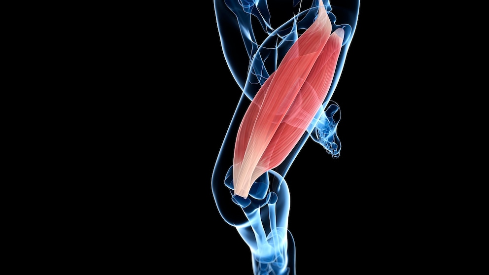 Musculus quadriceps femoris: Anatomie, Funktion und Übungen- FITBOOK