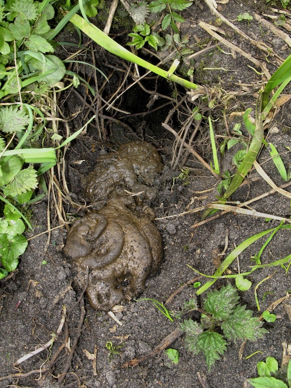 Tierkot Im Garten