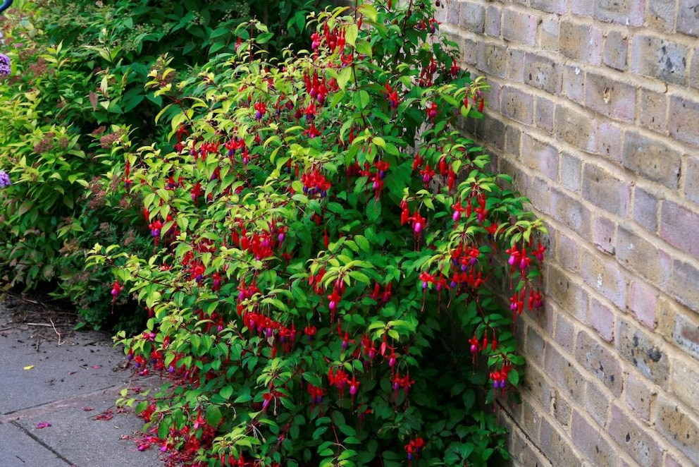 5 Pflanzen für halbschattige Standorte - myHOMEBOOK