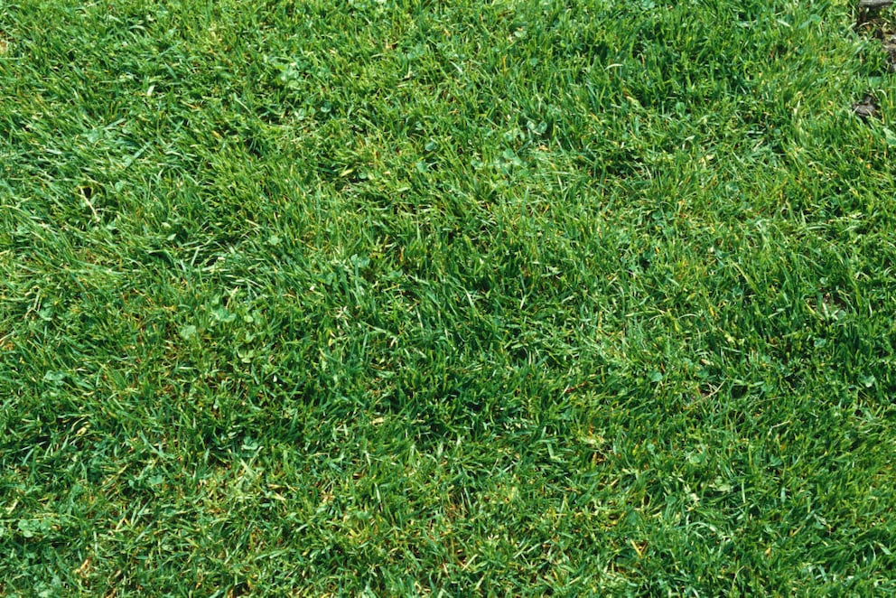 7 Rasen-Mythen im Experten-Check: Mähen, Gießen, Düngen