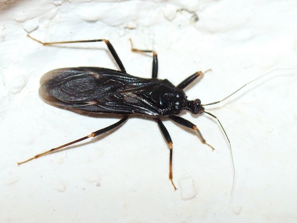 6 heimische Wanzen und wie man sie unterscheidet