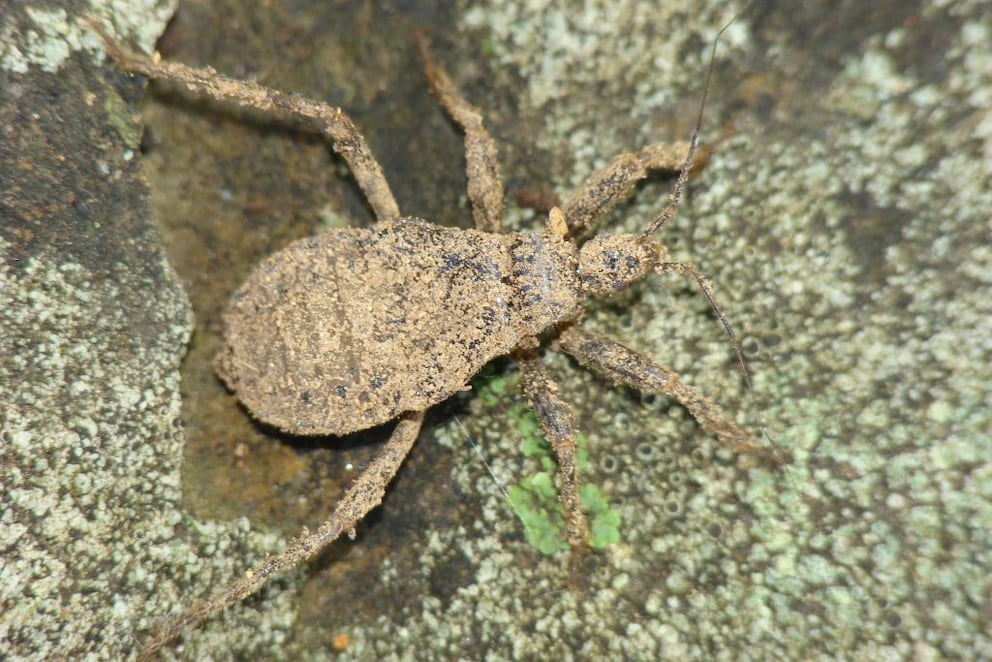 6 heimische Wanzen und wie man sie unterscheidet