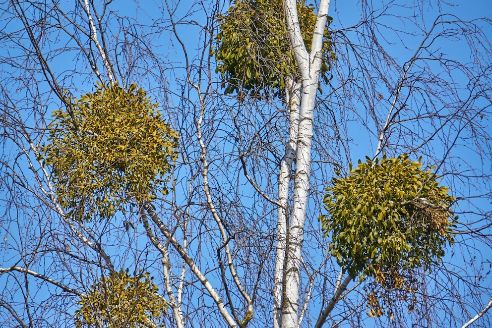 Schmarotzer: Was steckt hinter dem Begriff?