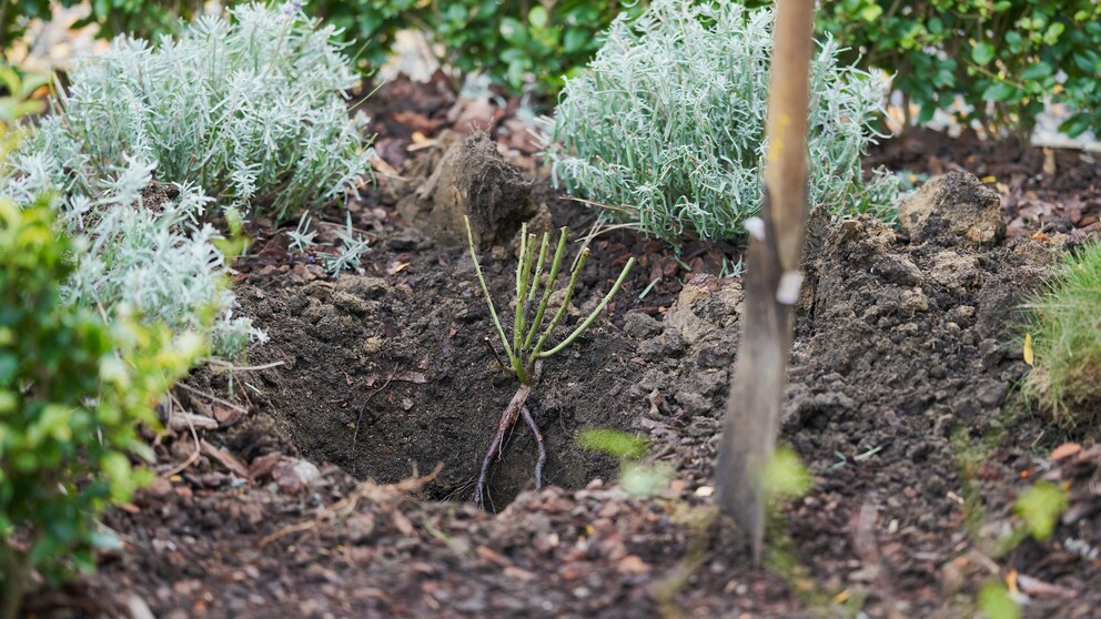 Tiefwurzler: Welche Pflanzen zählen dazu?