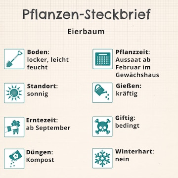 Eierbaum pflanzen: Pflege, Standort, Boden