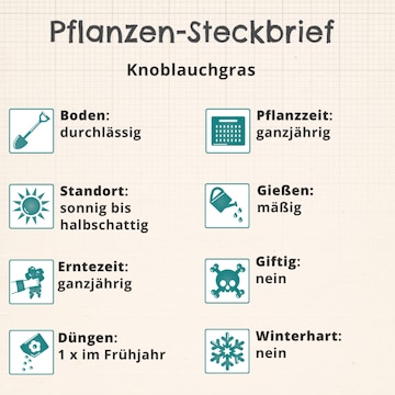 Knoblauchgras pflanzen: Standort, Pflege, Bewässerung