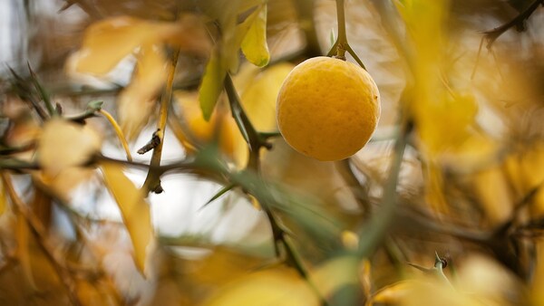Dreiblättrige Zitrone pflanzen und pflegen