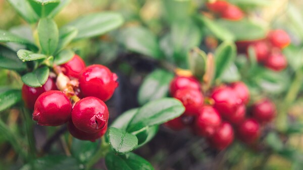 Preiselbeeren im Garten: Standort, Boden, Pflege