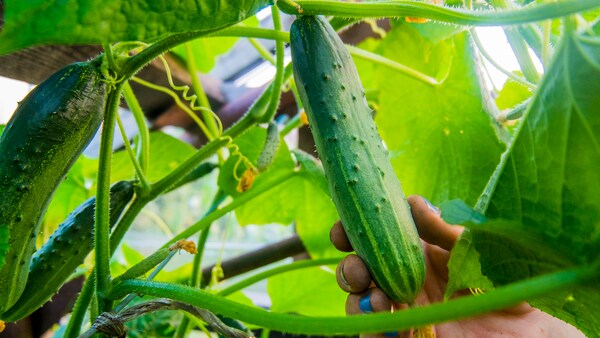 Der ideale Zeitpunkt, um Gurken zu schneiden – und wie es richtig geht