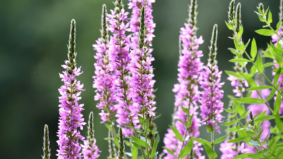 Der Blutweiderich ist die Staude des Jahres 2024 - myHOMEBOOK