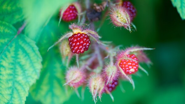 Japanische Weinbeere pflanzen: Boden, Standort, Pflege - myHOMEBOOK