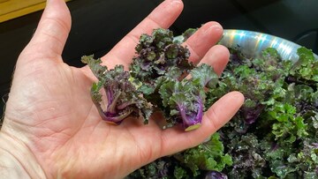 Flower Sprouts anbauen: Standort, Boden, Pflege