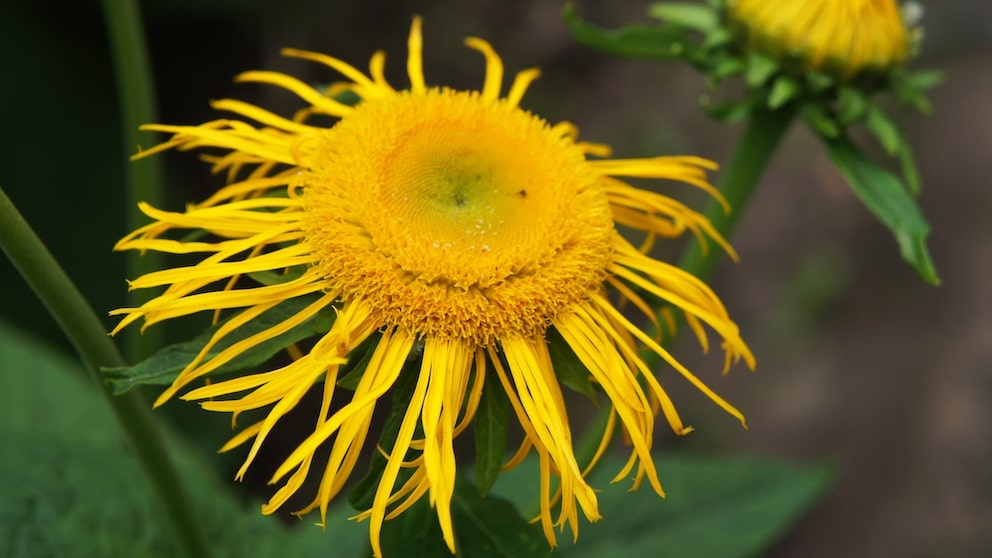 Alant im Garten pflanzen: Standort, Boden, Pflege