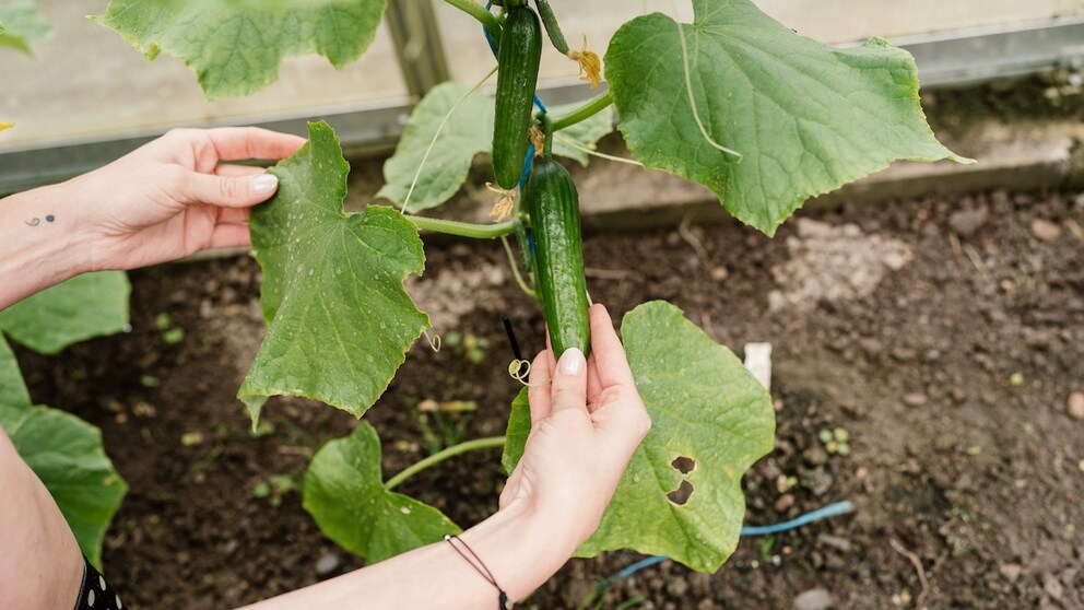 3 Tipps, die das Wachstum von Gurken beschleunigen - myHOMEBOOK