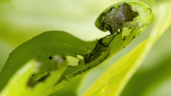Was hinter Löchern in Basilikumblättern steckt - myHOMEBOOK