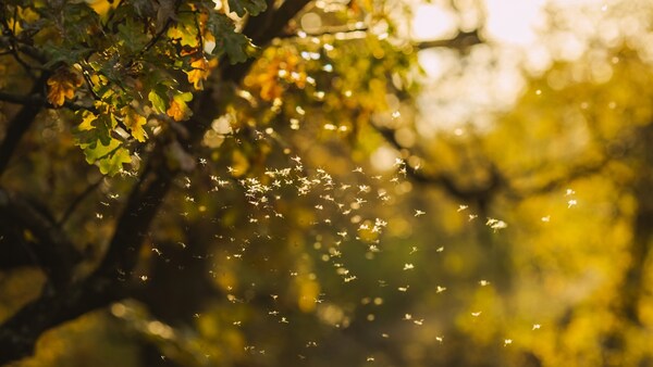 Helfen Bti-Tabletten wirklich gegen Mücken im Garten? - myHOMEBOOK