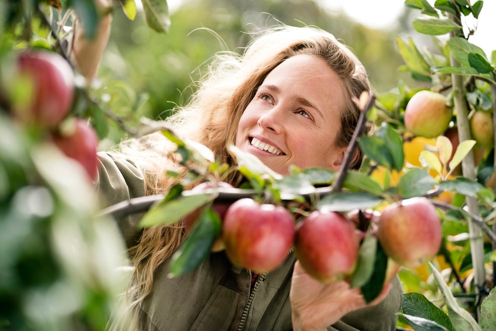4 Profi-Tipps für die Apfelernte - myHOMEBOOK