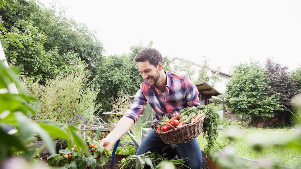 Gemüsegarten anlegen? Diese Dinge sollte man vorher bedenken