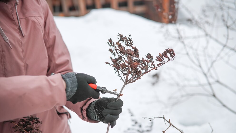 Pflanzen und Gehölze, die man im Januar schneiden kann