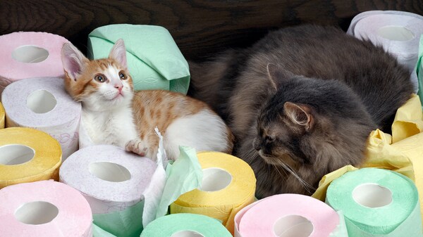 Diese Hausmittel helfen, wenn die Katze Durchfall hat - PETBOOK