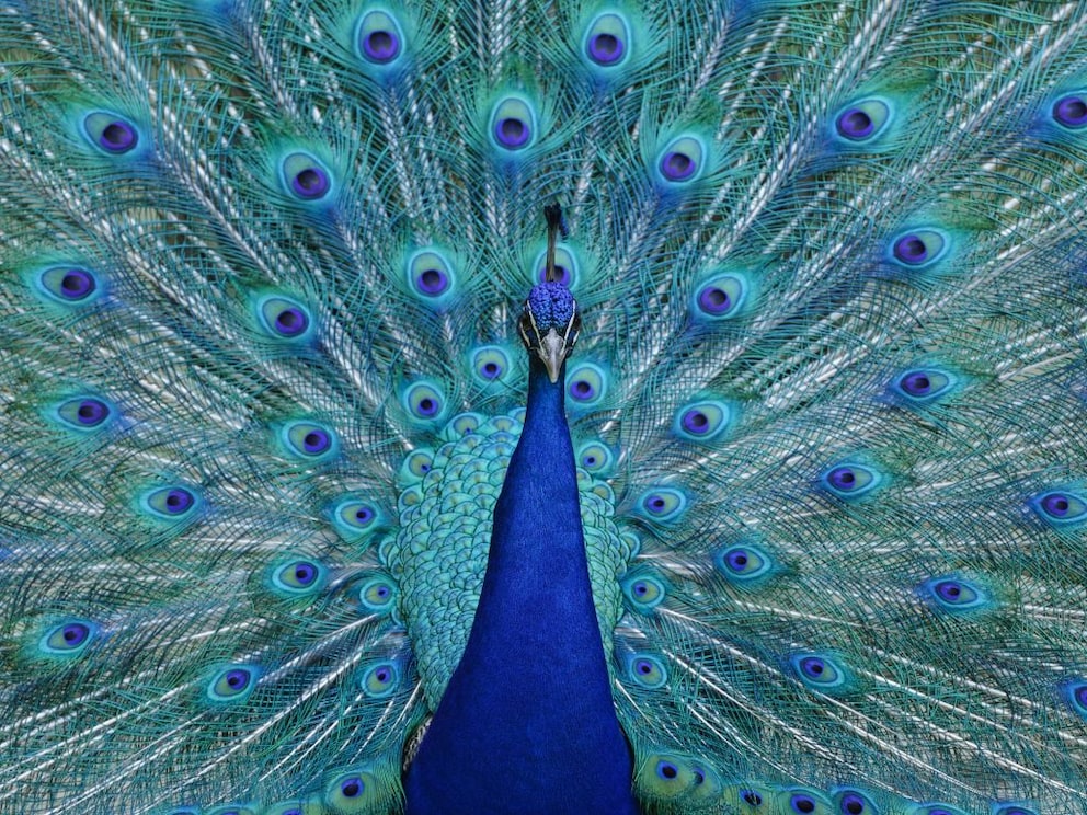 Die 10 schönsten Tiere der Welt - PETBOOK