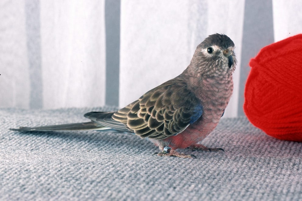 Bourkesittich - PETBOOK