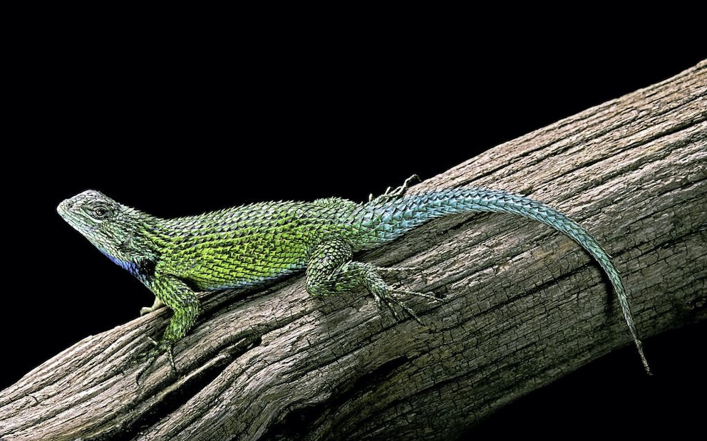 Stachelleguan - PETBOOK