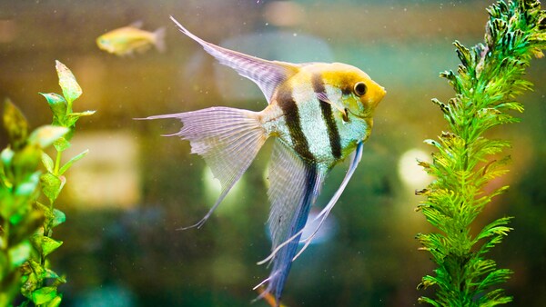 Skalar: Aussehen, Pflege und Haltung des Fisches - PETBOOK