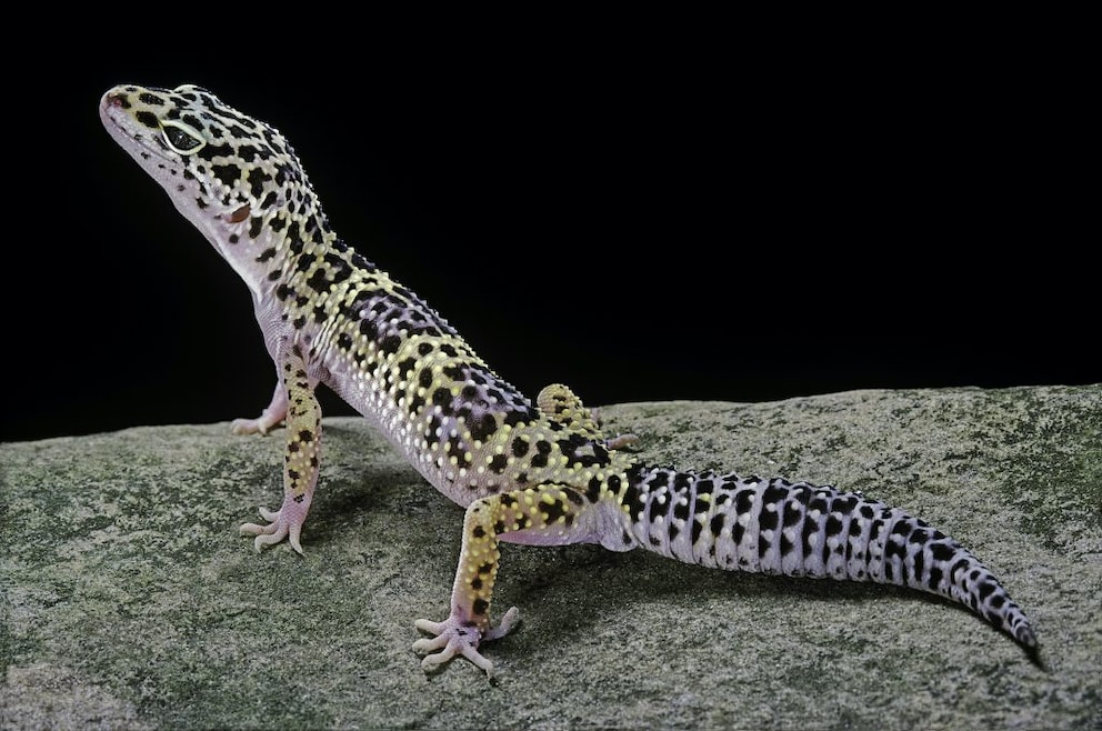 Leopardgecko: Aussehen, Haltung und Pflege - PETBOOK