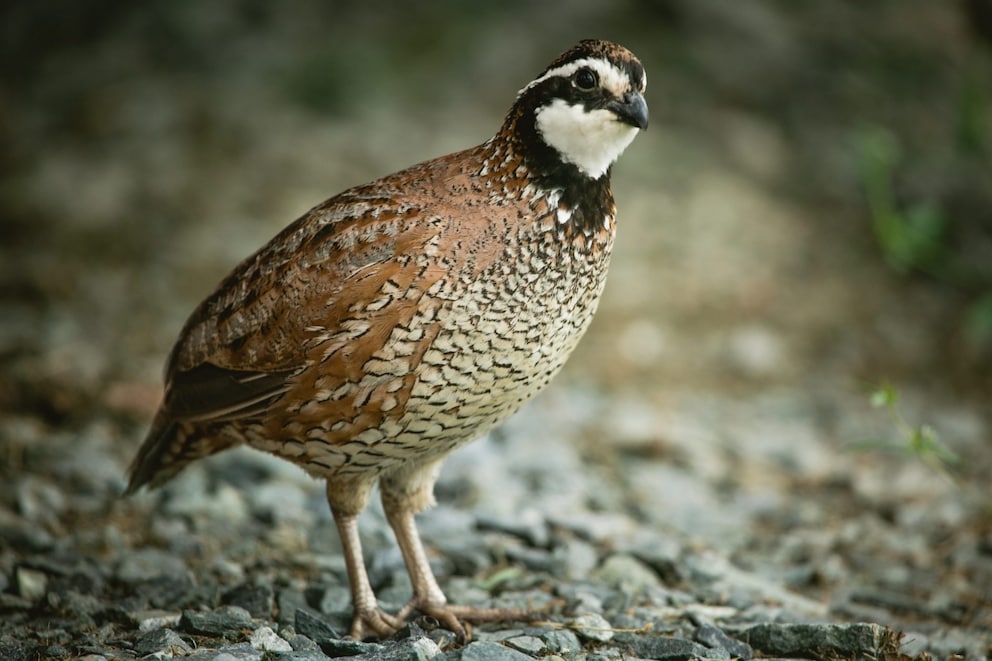 Wachtel: Haltung und Pflege - PETBOOK