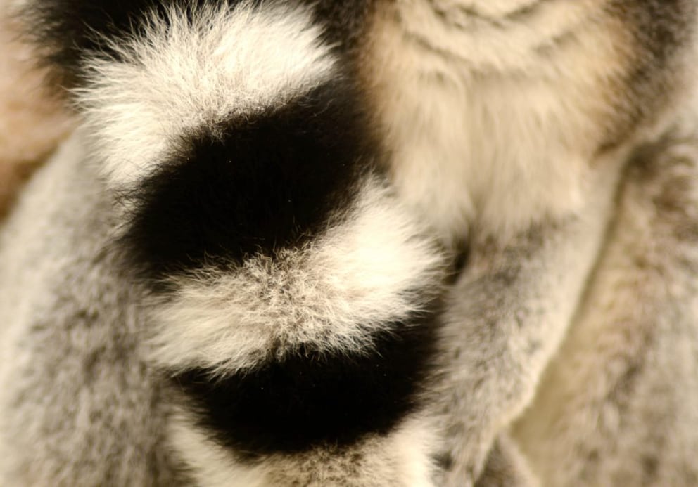 Kniffliges Quiz: Erkennen Sie diese Tiere am Fell? - PETBOOK