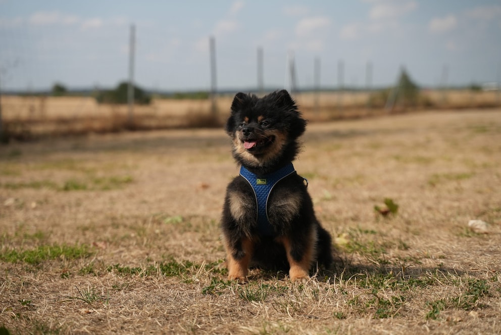 Dem Hund das Anspringen abgewöhnen – PETBOOK Dog School
