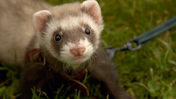 So hält man Frettchen artgerecht als Haustier - PETBOOK