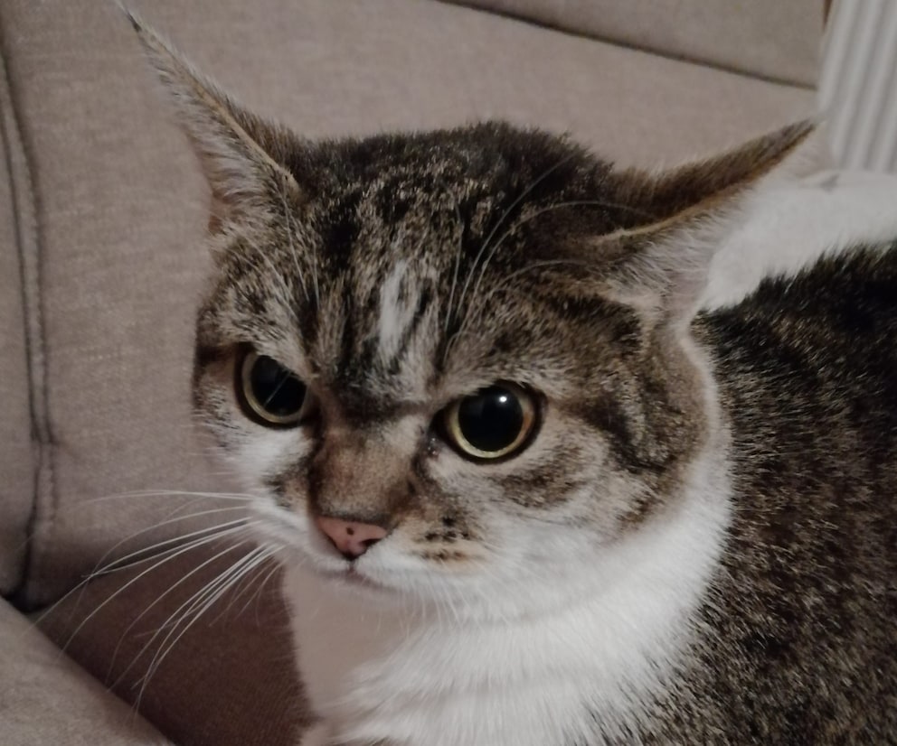 Upsetty Betty: Ist sie die Nachfolgerin von Grumpy Cat?