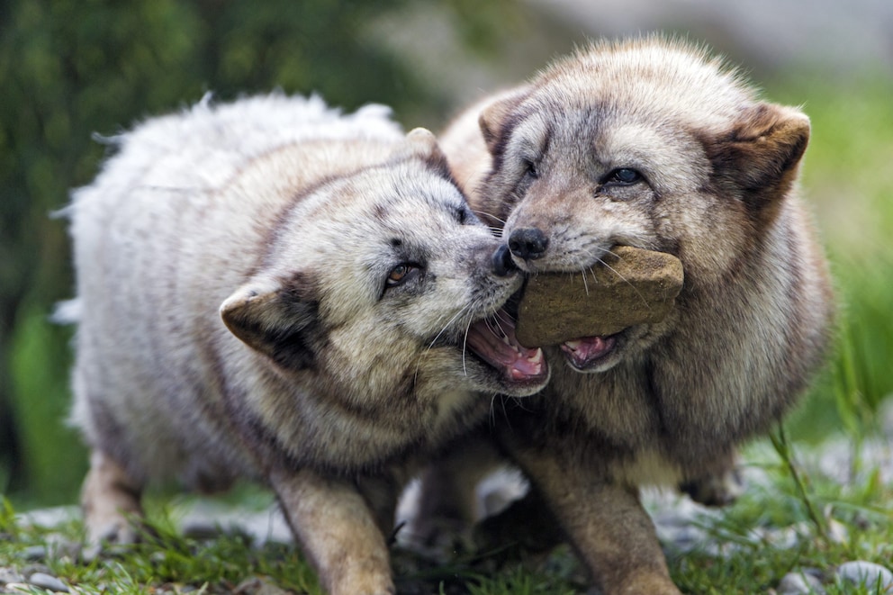 Kennen Sie diese 12 Fuchsarten? - PETBOOK