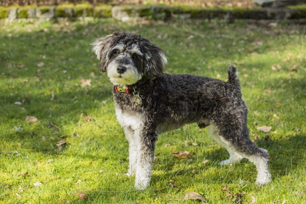 Schnoodle: Aussehen, Charakter und Haltung - PETBOOK
