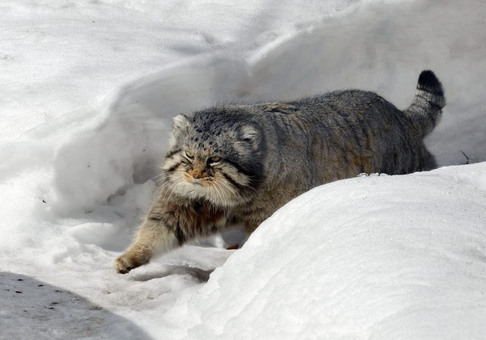Pallas Katze flieht vor Klimawandel auf Mount Everest - PETBOOK