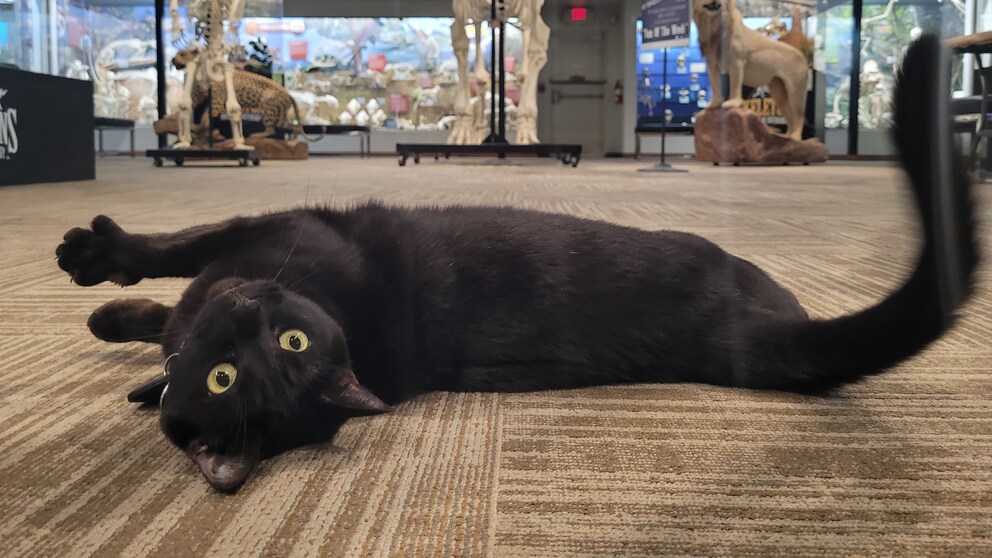 Kater „Indiana Bones“ begeistert Besucher in Knochenmuseum