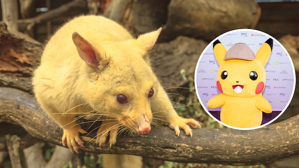 Fuchskusu: Das Beuteltier, das wie Pikachu aussieht - PETBOOK