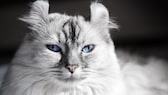 Neva Masquerade: Charakter, Aussehen und Haltung der Katze - PETBOOK