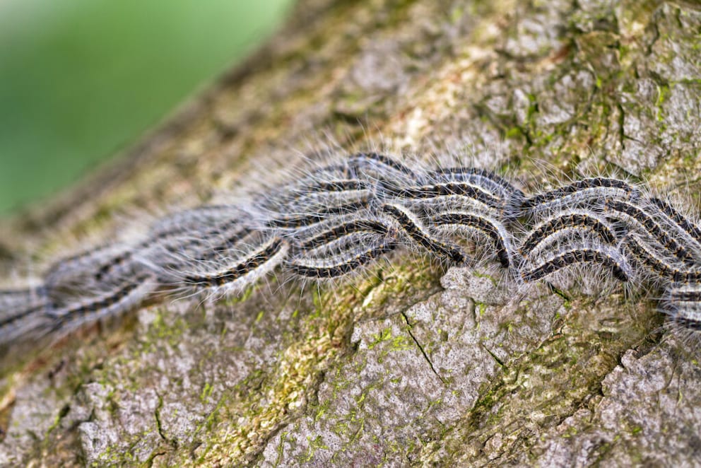 Gefahr für Haustiere: Wo Eichenprozessionsspinner lauern