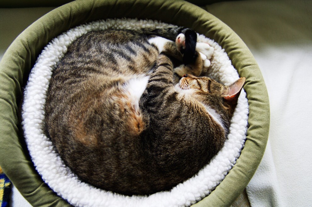 Experiment zeigt, wovon Katzen träumen - PETBOOK