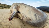 Die Geschichte von Hvaldimir, dem „Spion-Beluga“, findet tragisches Ende