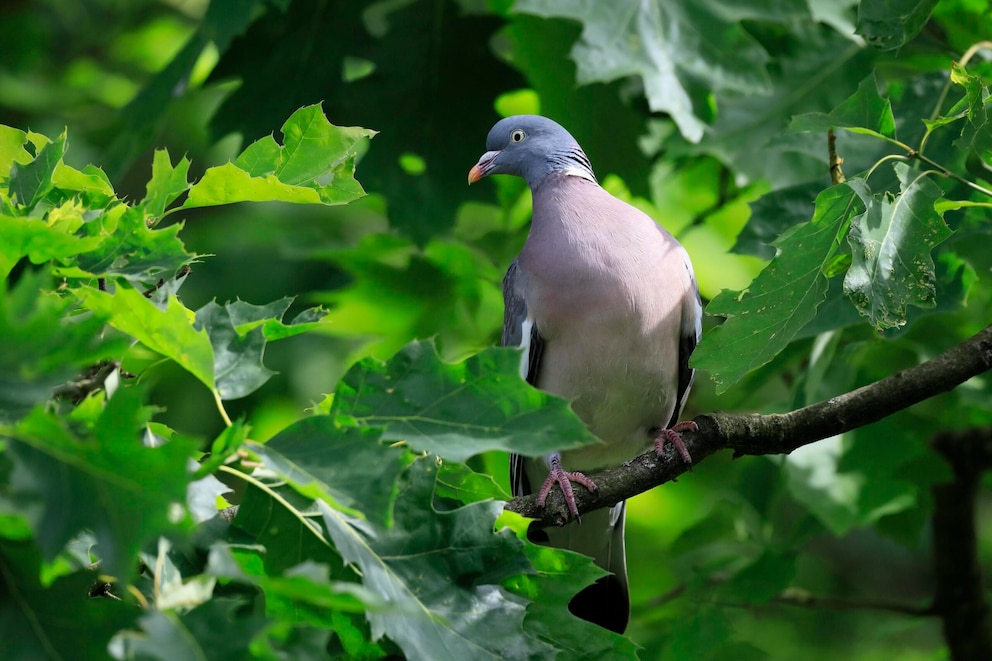 6 überraschende Fakten über Tauben - PETBOOK