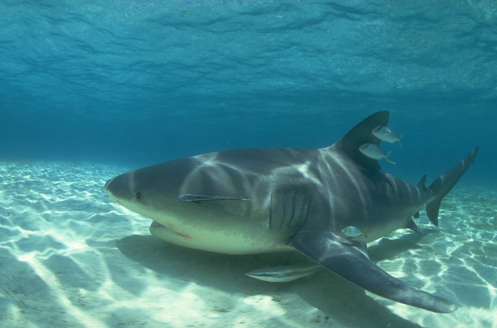 Warum Bullenhaie auch in manchen Flüssen leben - PETBOOK