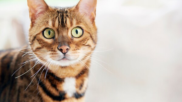 Sind Katzen Farbenblind